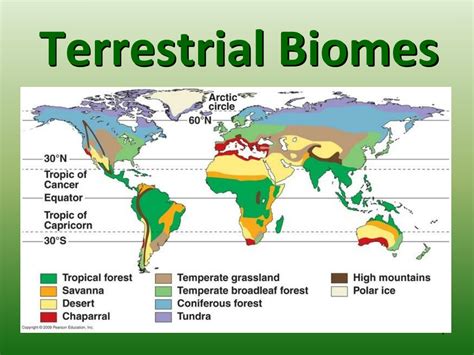 Ppt Terrestrial Biomes Powerpoint Presentation Free Download Id