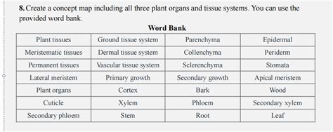 Solved Activity 3 Pine Leaf Observation Observe And Draw A