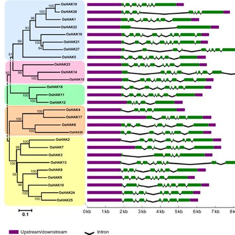 According To The Phylogenetic Relationship A Gene Structure Analyses