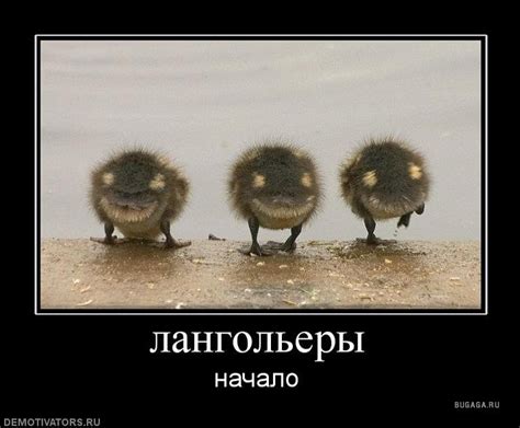 Позитив демотиватор 46 фото Юмор позитив и много смешных картинок