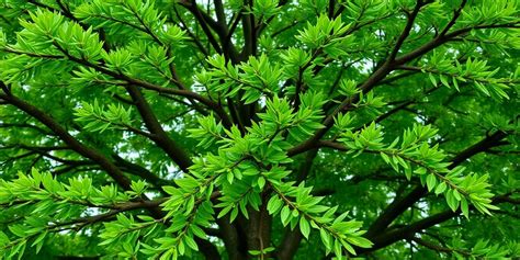 Mastering Techniques For Solving Binary Tree Problems