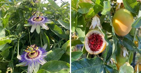 Hand Pollination Techniques For Passion Flowers Gothic Futurism