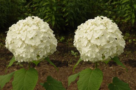3D植物園 アナベルは淡緑色から白色に変わるアメリカ原産のアジサイの園芸種 速読法速読