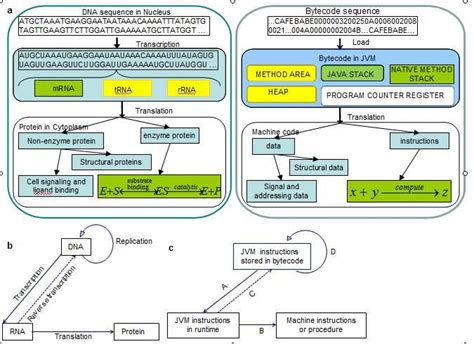 Comparison Of Cell Life Procedure And Java Program Execution Procedure