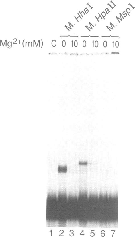 Similarities Between Msssi And Topoisomerases Single Letter Amino