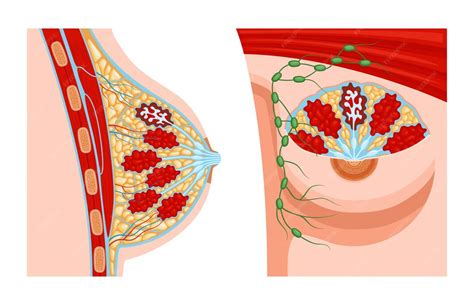 Realistic Female Breast Anatomy Set With Two Views Of Anatomic