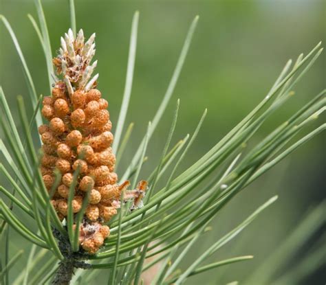 How To Identify The Different Species Of Pine Pollen