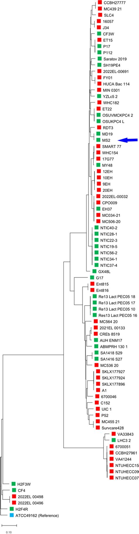 Snp Based Core Genome Phylogenetic Analysis Of E Hormaechei Download Scientific Diagram