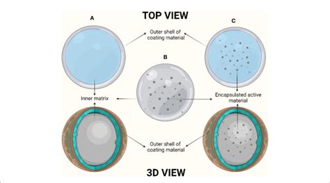 Figure Diagrammatic Representation Of Encapsulation Systems A