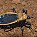 Millipede Assassin Bug Ectrichodia Crux Flickr Photo Sharing