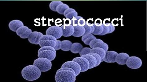 Medically Important Streptococci Streptococcus Pyogenes Youtube