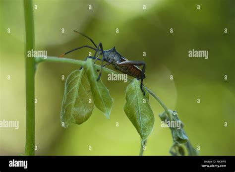 Crusader Bug Mictis Profana Also Known As The Holy Cross Bug Western Australia The Crusader