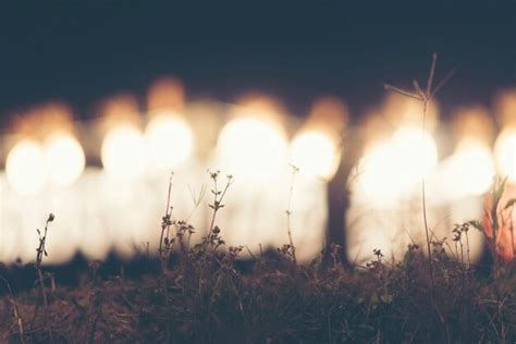 Premium Photo Small Plant With Bokeh Light