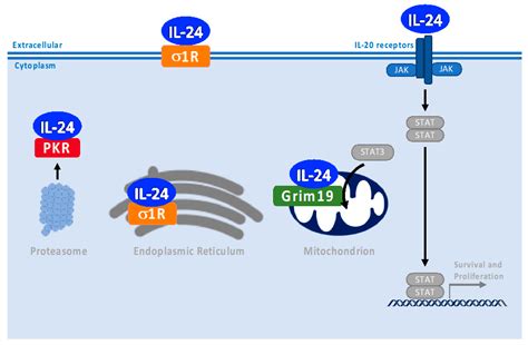 Interleukin 24 Signal Transduction Pathways