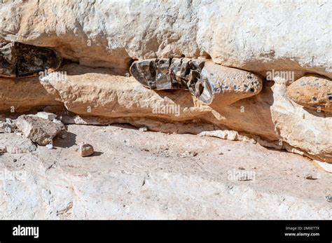 Geological Strata Heavy Flint Rock In A Layer Between Two Layers Of Softer Marly Limestone In