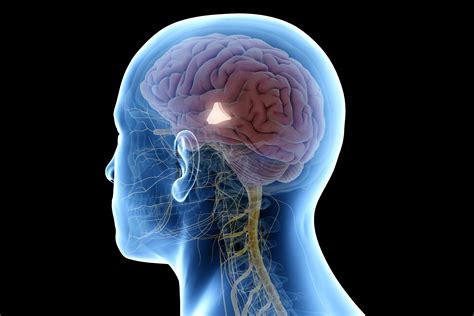 Neuronal Circuit For Reduced Feeding At High Temperatures Decoded