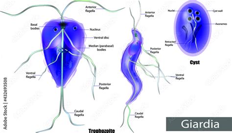 Giardia Anaerobic Flagellated Protozoan Parasites Of The Phylum
