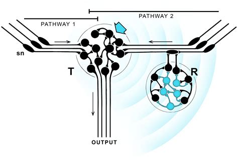 Interoceptors Function