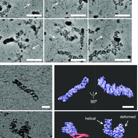 Secondary Structure Diagram Of Sftsv L Secondary Structure Elements Download Scientific Diagram