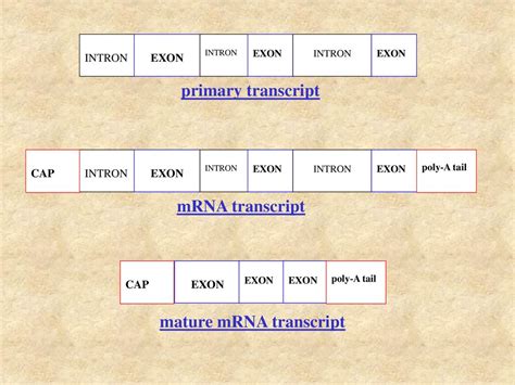 D Rna Ribonucleic Acid Ppt Download