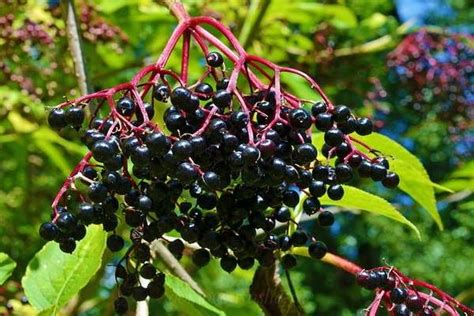 Чёрная бузина: состав, польза для здоровья, противопоказания ...