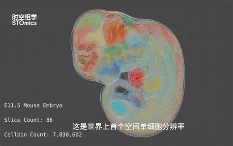 86张连续切片，700多万个细胞！华大利用3d重构装置构建小鼠胚胎发育第11 5天的3d图谱 bilibili b站 无水印视频解析