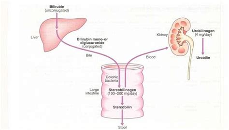 Hemolytic Acholuric Jaundice Symptoms Causes Diagnosis And Treatment