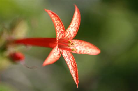 Ipomopsis Aggregata Skyrocket