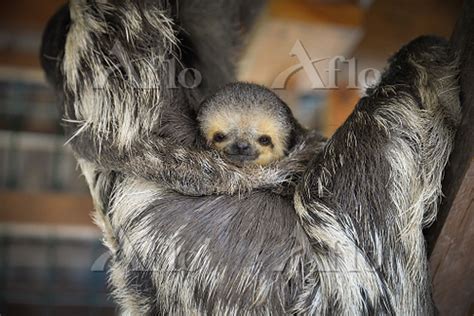 ノドジロミユビナマケモノの赤ちゃん [165090397]の写真素材 アフロ
