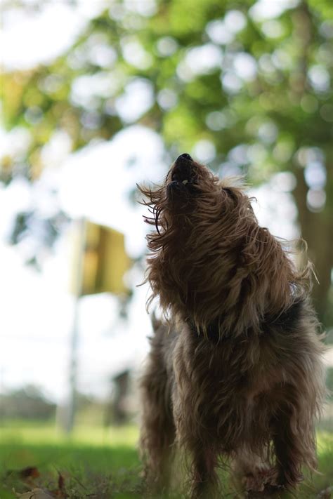 5 Reasons Why Dogs Howl When They Hear Sirens Zigzag