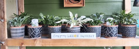 Mini Hostas R Gardening