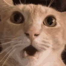 Cat Meme Mouth Wide Open Face