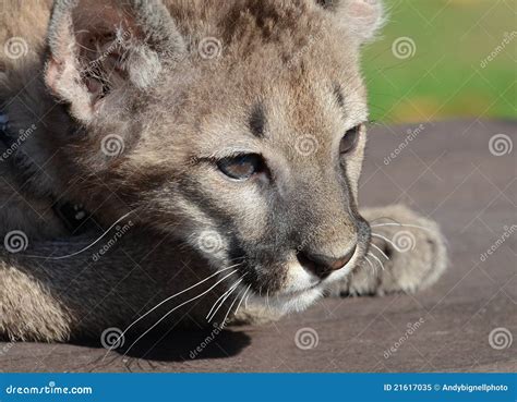 Puma Cub Stock Image Image Of Feline Puma Mountain