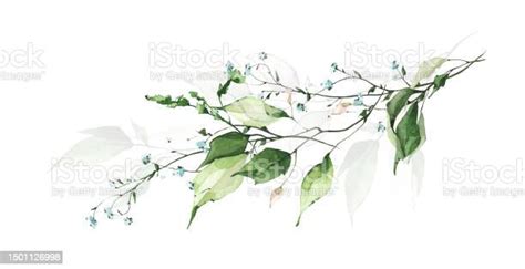 녹지 배열 수채화 물감 그렸습니다 나뭇가지 녹색 잎 황금색 선과 먼지 요소가 있는 꽃다발 0명에 대한 스톡 벡터 아트 및 기타 이미지 Istock