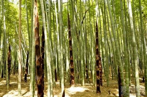 竹子和竹笋的图画 竹笋怎么画最简单 竹子和竹笋 第3页 大山谷图库