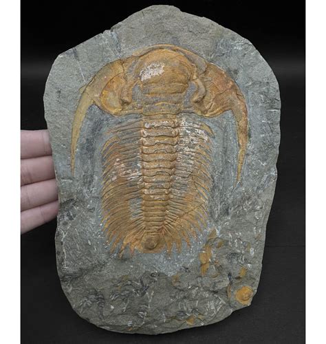 Fossils For Sale Fossils Middle Cambrian Trilobite From Morocco Acadoparadoxides