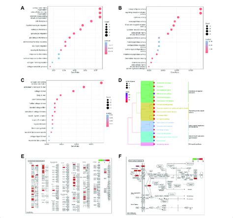 Go And Kegg Pathway Enrichment Analysis A Bubble Diagram Of Go