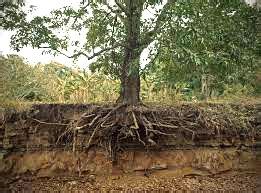 Tree Root Basics And Deep Root Feeding Biofeed Solutions