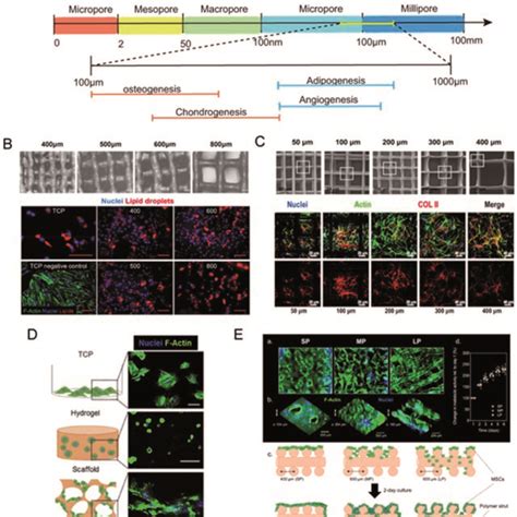 Pore Sizes Of Scaffolds Regulate Cell Movement And Fluid Penetration