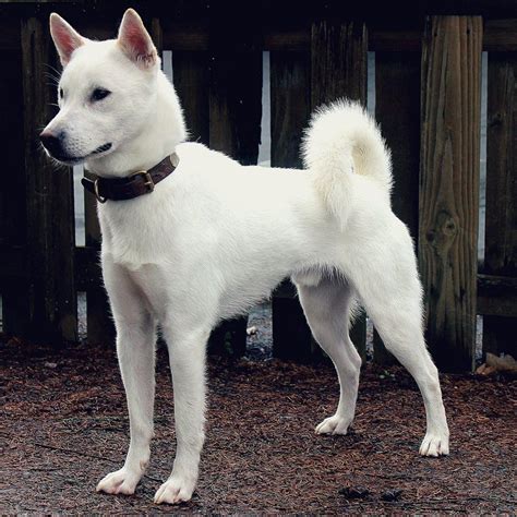 Kishu Inu Ou Kishu Ken Origines Caractéristiques Et Soins