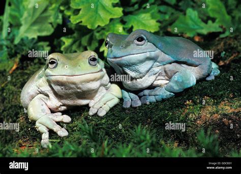 Blue Dumpy Tree Frog