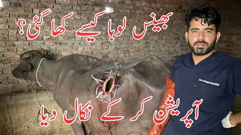 Failed Ruminotomy In Buffalo Trp In Buffalo Rumen Adhesions In Buffalo Dr Furqan Basheer