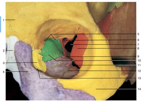 Anatomy Orbit Diagram Quizlet