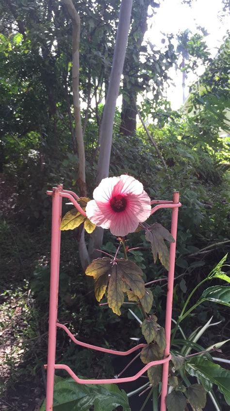 Staphylococcus Aureus Diagram Quizlet