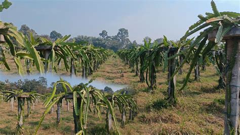 প্রথমবার ড্রাগন ফলের বাগান থেকে Dragon Fruit Farming Youtube