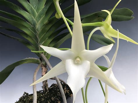 Angraecum Sesquipedale Darwins Orchid Orchidweb