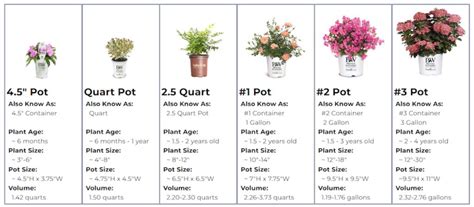 How To Measure Plant Pots Cherry Blossom