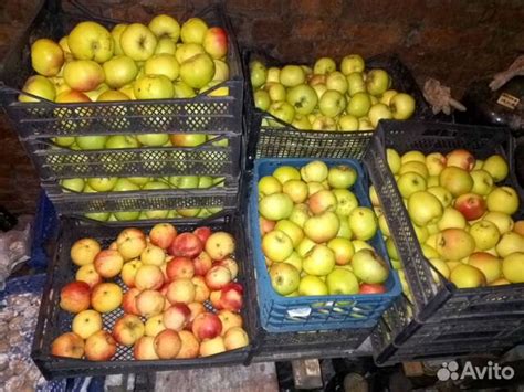 Яблоки купить в Курске Товары для дома и дачи Авито