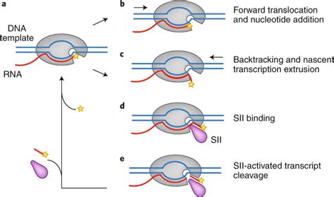 Rna Polymerase Causes And Consequences Of Rna Polymerase Ii Stalling During Transcript