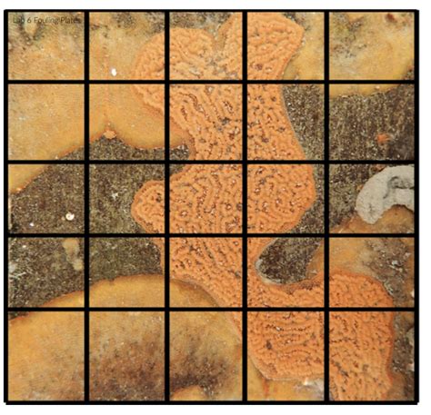 If 1 Square Is 4 Please Guide Me To Identify Chegg Com